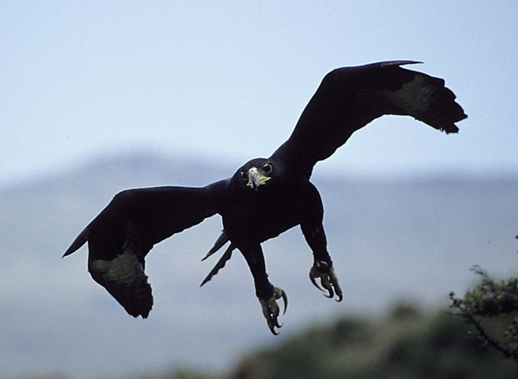 The Verreaux’s Eagle – an interview with Dr Rob Davies – African Raptors